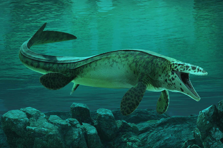 T rex of the ocean? Massive marine predator discovered was a true ...