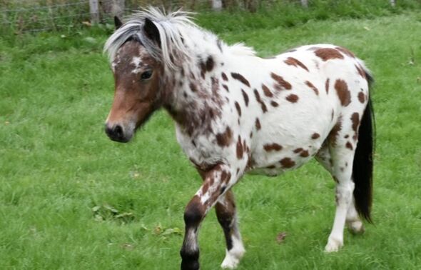 Police hunt thieves after rare miniature horses stolen from UK farm