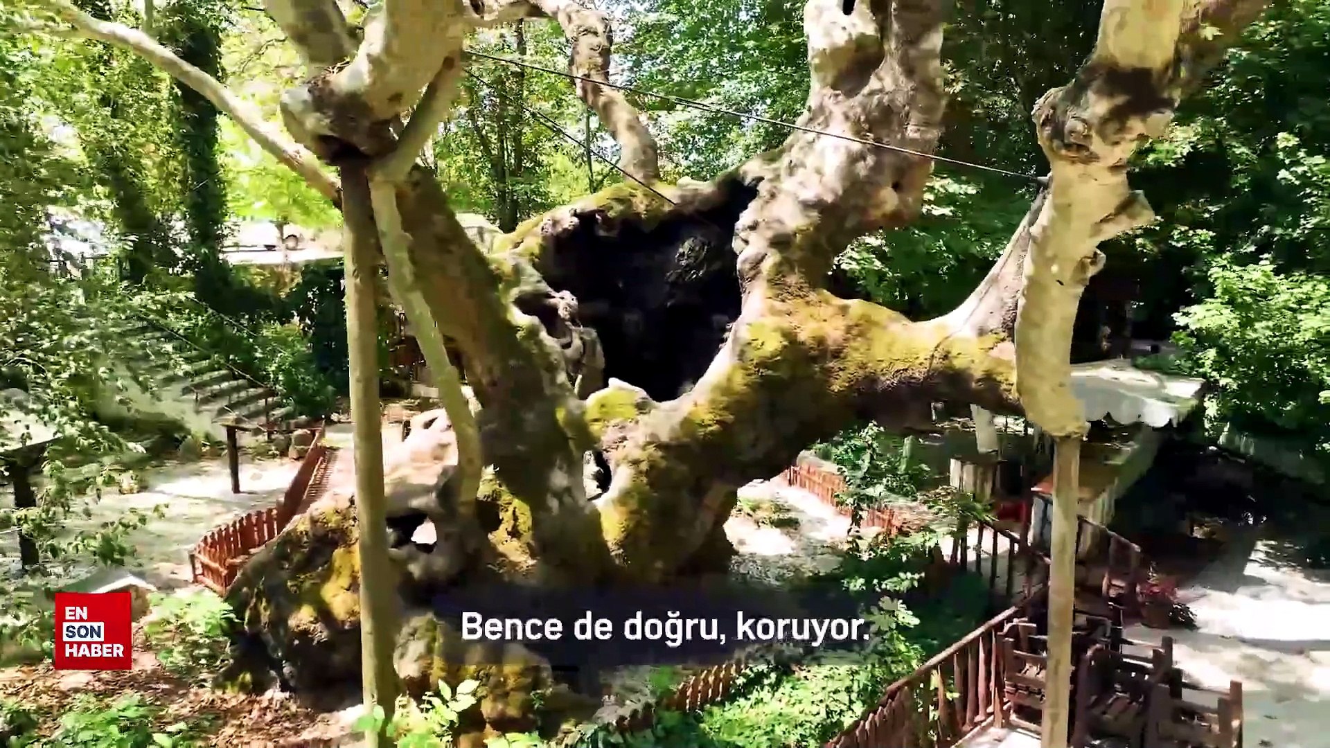 Muğla’daki 854 yıllık anıt çınar zamana meydan okuyor