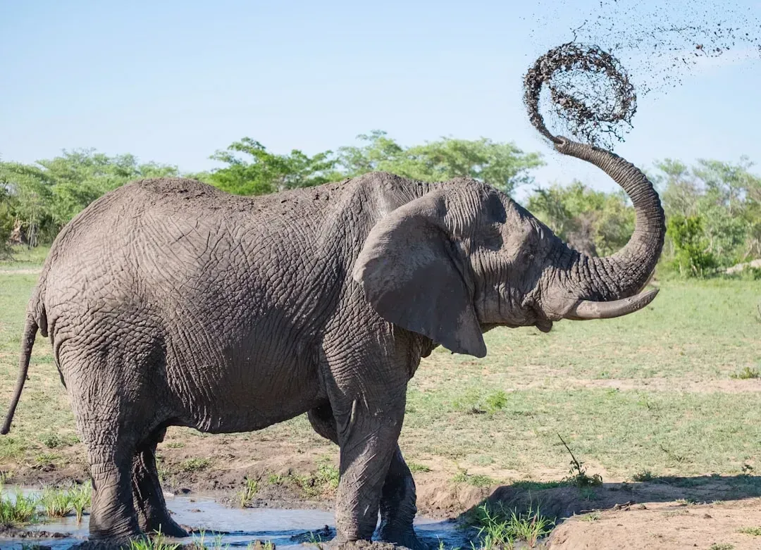How extreme weather is changing animal behavior across the US