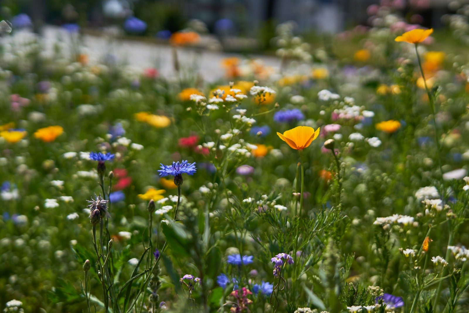 8 easy summer flowers that fill pots with constant color