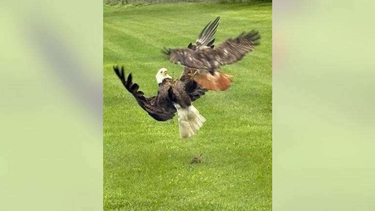 Red-tailed hawk attacks bald eagle over food in woman's yard