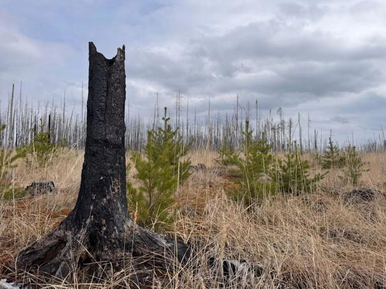 Au Canada, les mégafeux brûlent plus vite que les arbres ne repoussent