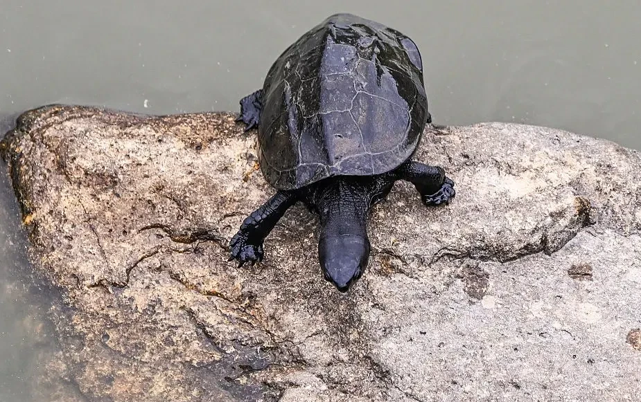 Snapping turtles and their wild freshwater world