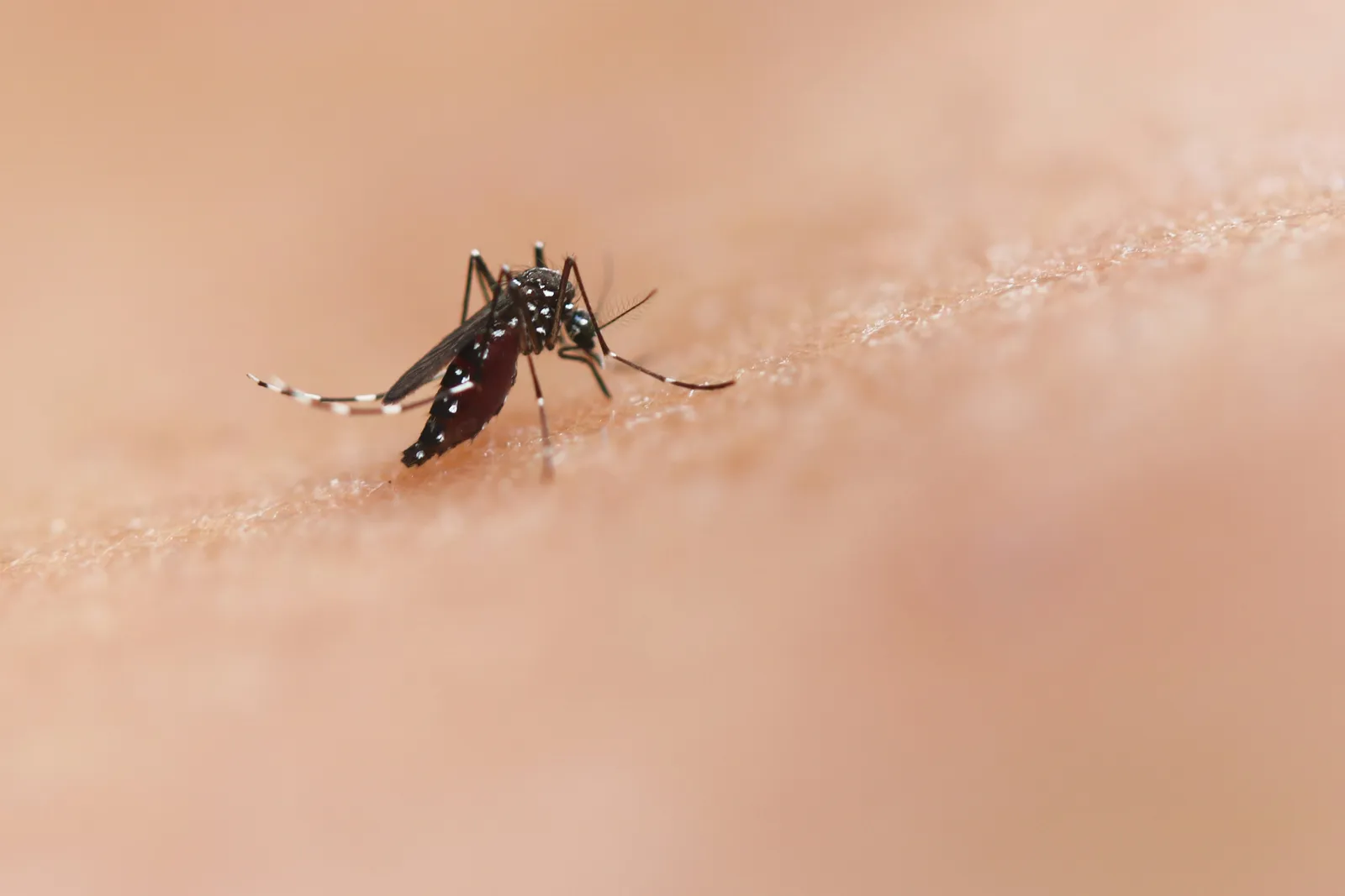 Google to release 32 million mosquitoes in California