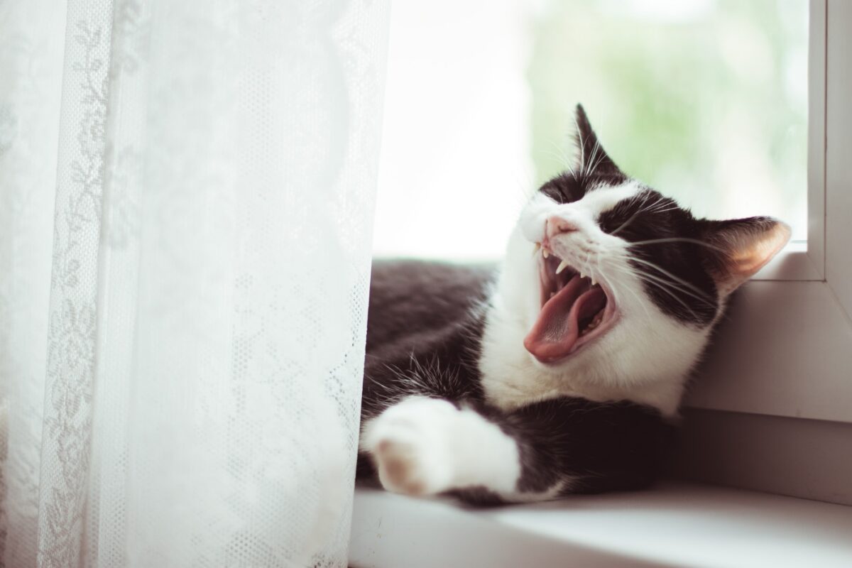 Cats are famously clean animals — so here’s why yours might suddenly smell