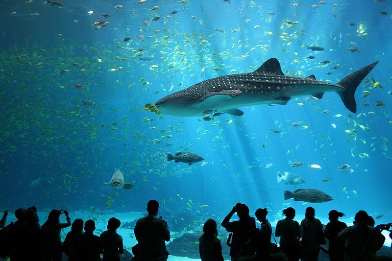 These 15 giant fish are the largest creatures swimming today