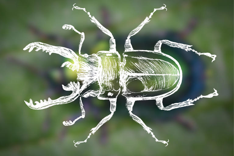 EEUU señaló a México por una “extraña” plaga agrícola que detectó en ...
