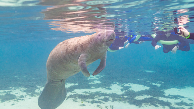 The world's only resort to swim with Crystal River manatees in a ...