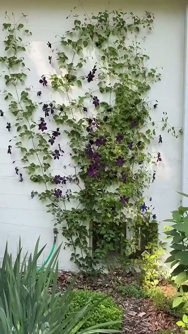 This is how I have trained my #clematis to grow up the side of my home ...