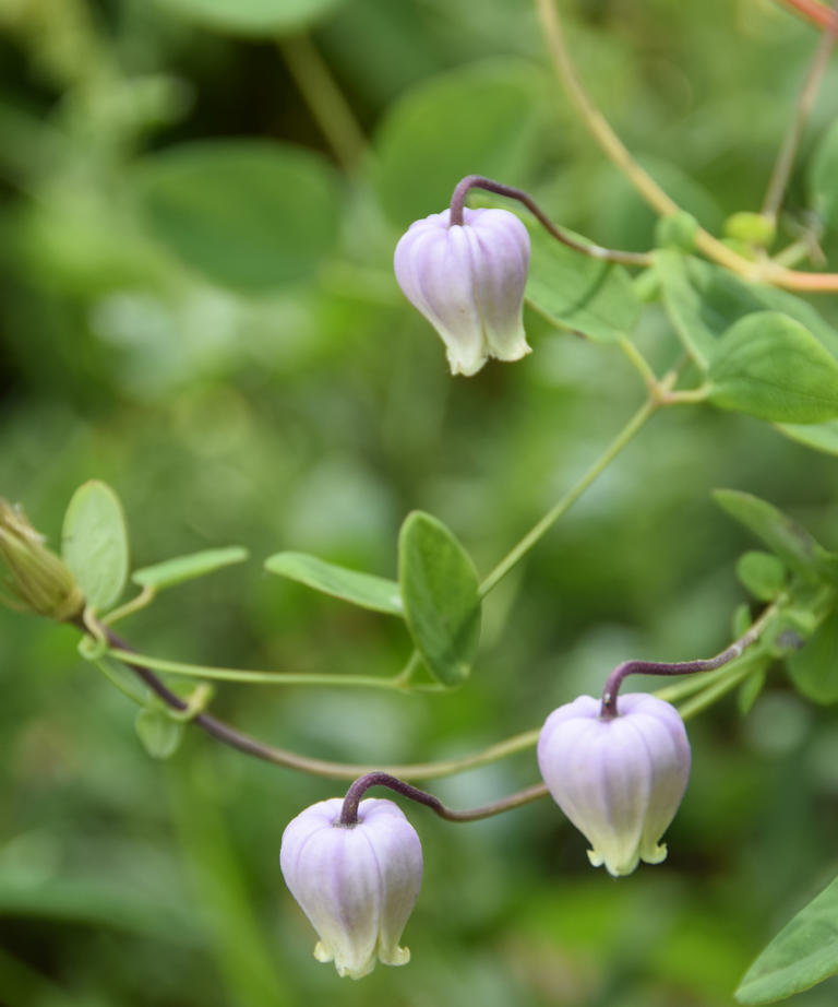 Tell mosquitoes to buzz off with these 4 climbing plants – frame ...