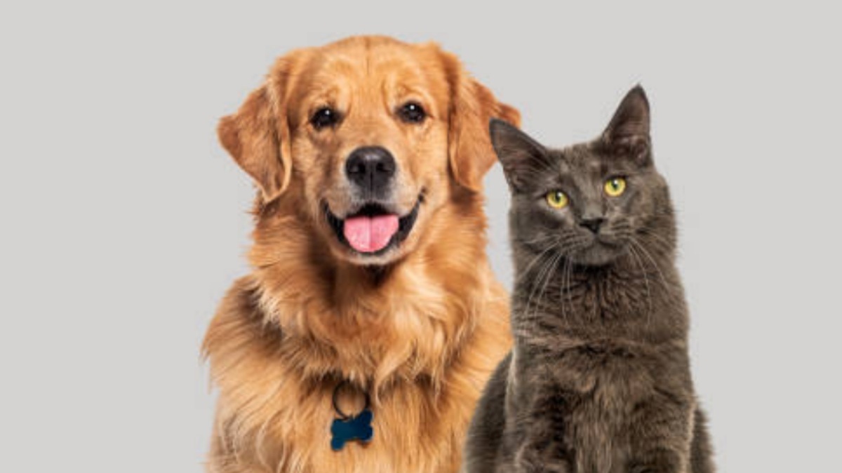 SPCA International reveals the key warnings every pet owner should know