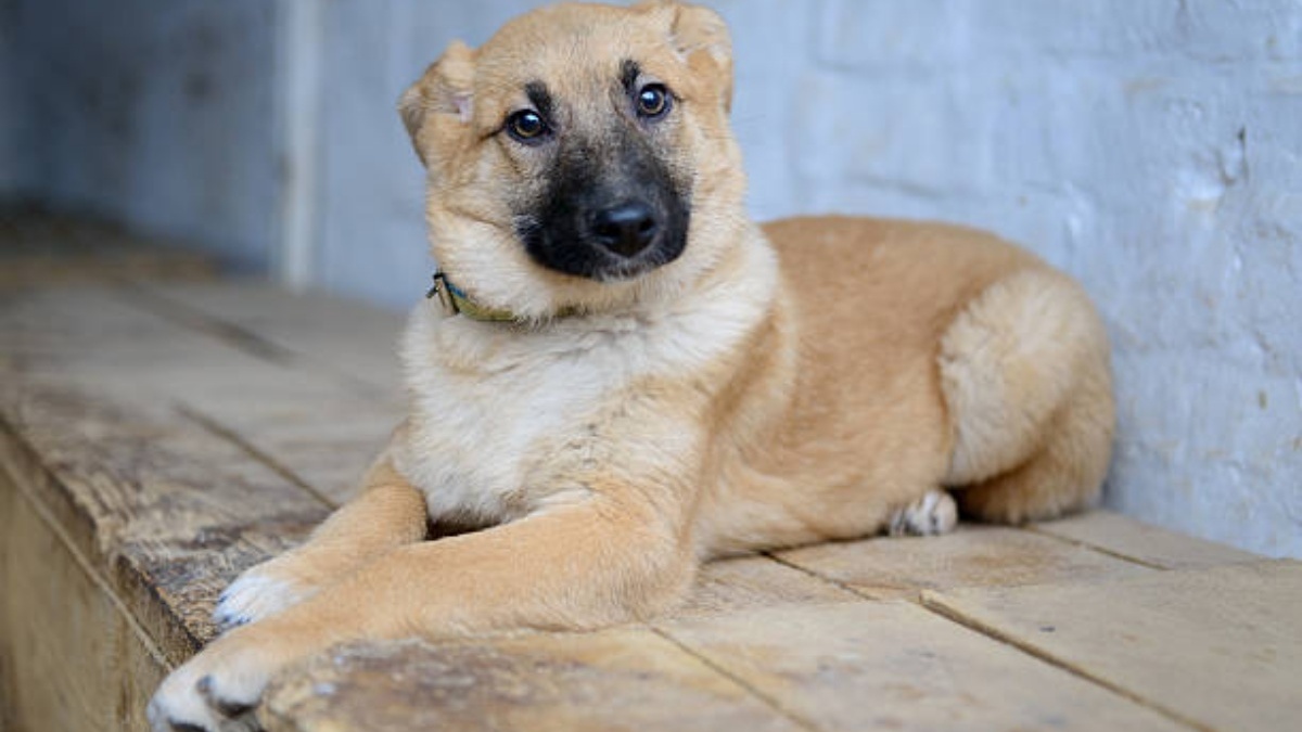 How first-time families can benefit from a mixed-breed dog, according ...