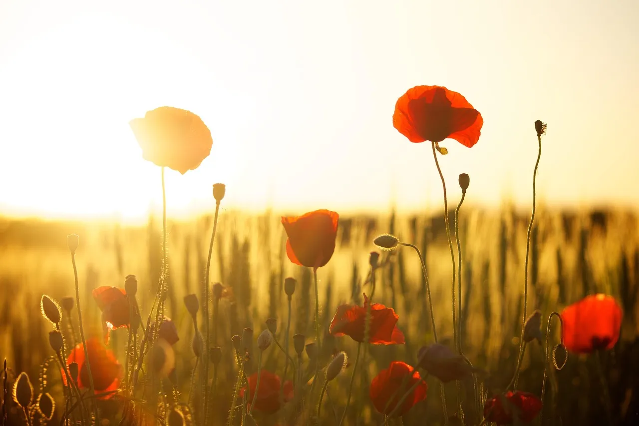 The fascinating science of photoperiodism: How plants know the days are ...