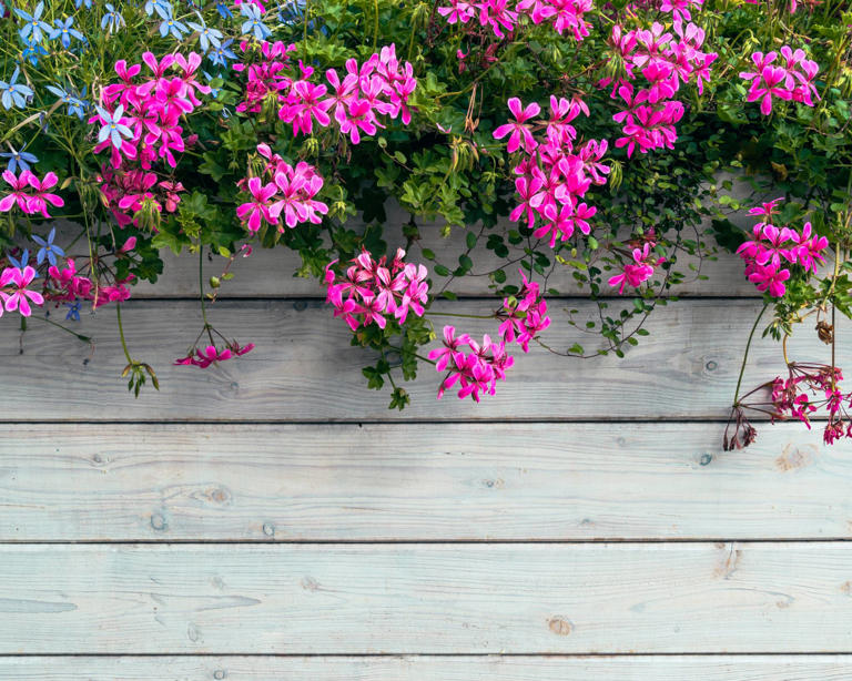 Tell mosquitoes to buzz off with these 4 climbing plants – frame ...