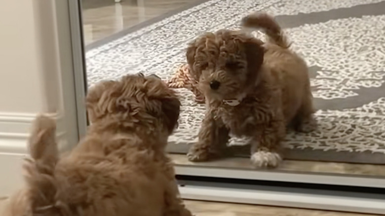 Tiny goldendoodle puppy discovering her own reflection will give you ...