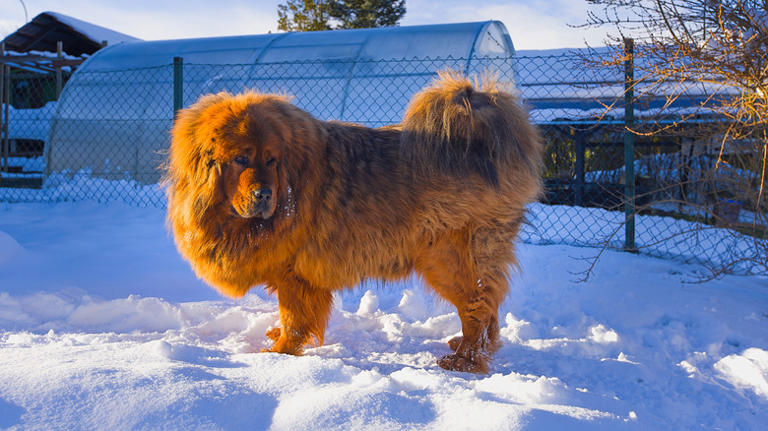 Scientists discovered unexpected DNA similarities between dogs and humans