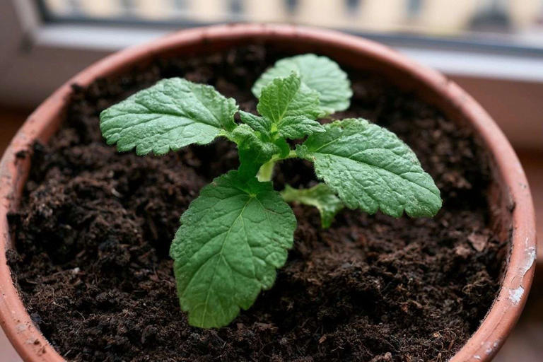 Ces petites mouches envahissent vos plantes : découvrez pourquoi elles ...