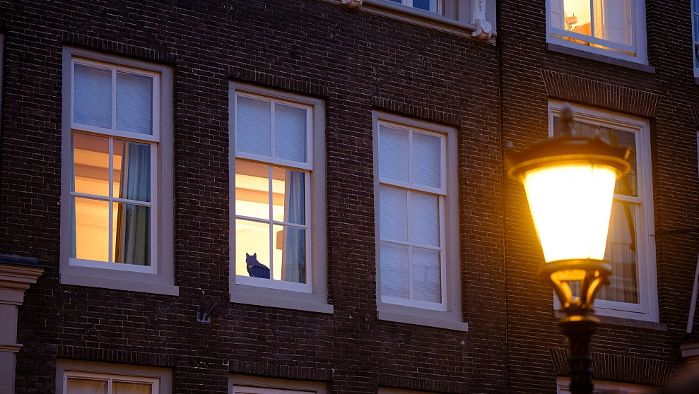 Causes and solutions for cats’ nighttime meowing