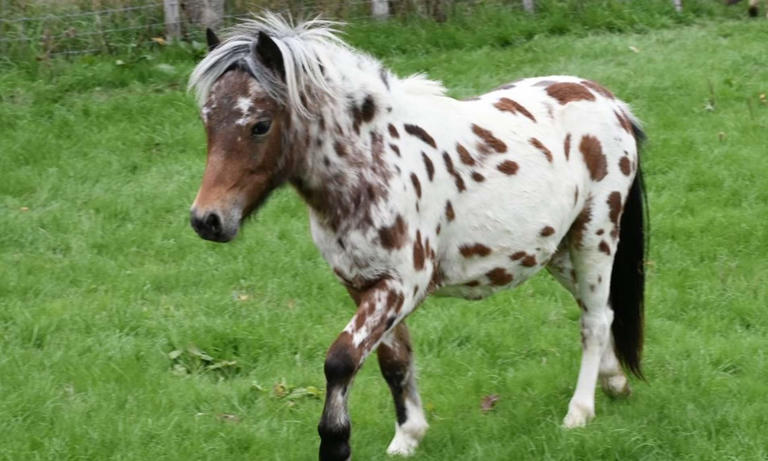 Hunt underway for two rare miniature horses stolen from farm in Kent