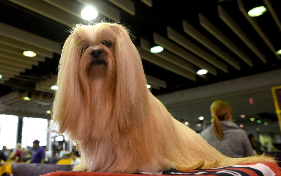 Lhasa Apso love: history, quirks, and care tips
