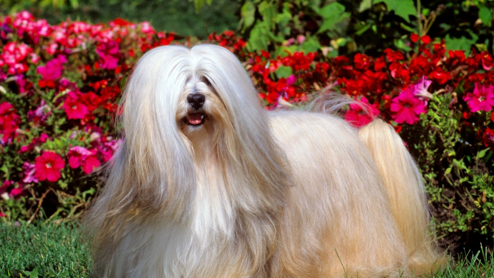 Lhasa Apso love: history, quirks, and care tips
