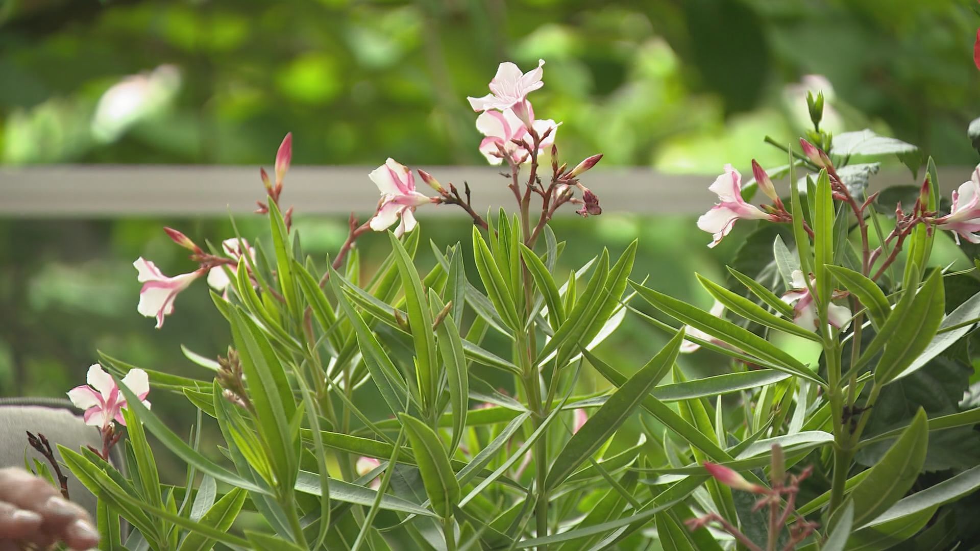 Gardening tips: Move your inside plants outside for the summer