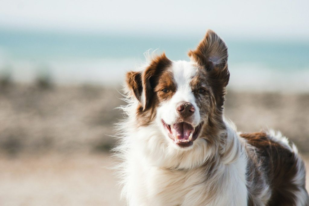 Which dog breeds are actually the most intelligent?