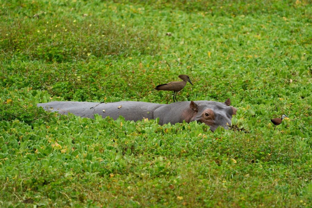 Why birds fearlessly walk into a hippo’s mouth