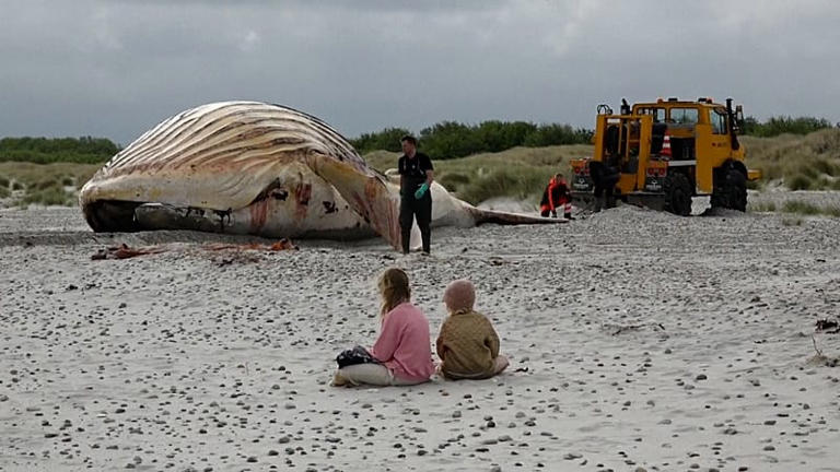 La baleine à bosse « Timmy » hissée sur une île danoise