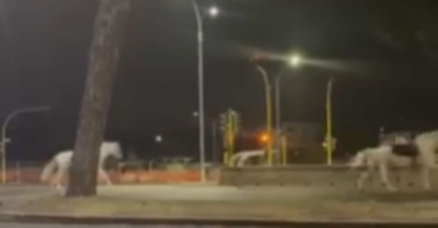 Panico alle prove della parata del 2 giugno, trenta cavalli in fuga e 4 ...