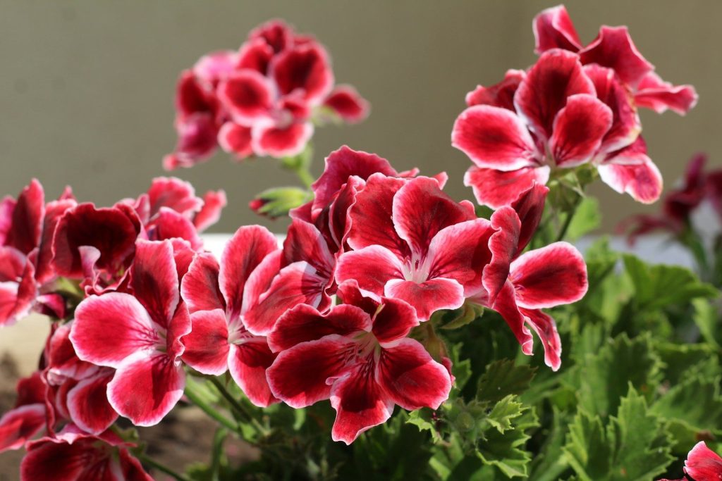 8 easy summer flowers that fill pots with constant color