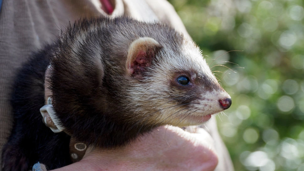 Ferret care tips every future owner should know