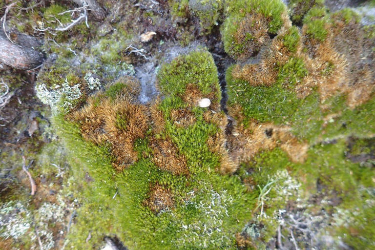 'Killer fungus' could be good news for habitats decimated by invasive moss