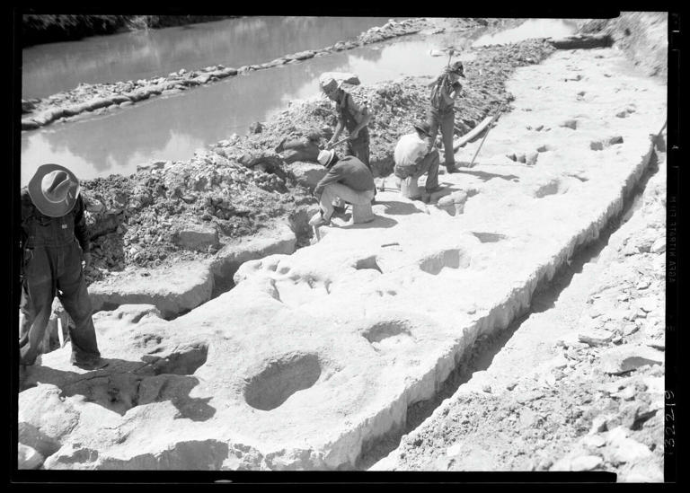 New Texas museum gets prehistoric, preserves 113-million-year-old ...