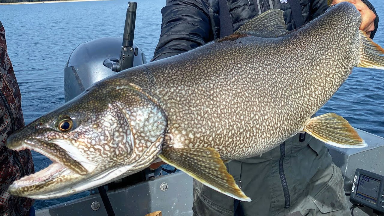 The hunt - A quest for the record lake trout - Season 2