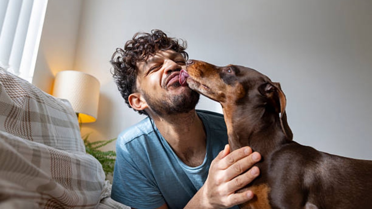 How first-time families can benefit from a mixed-breed dog, according ...