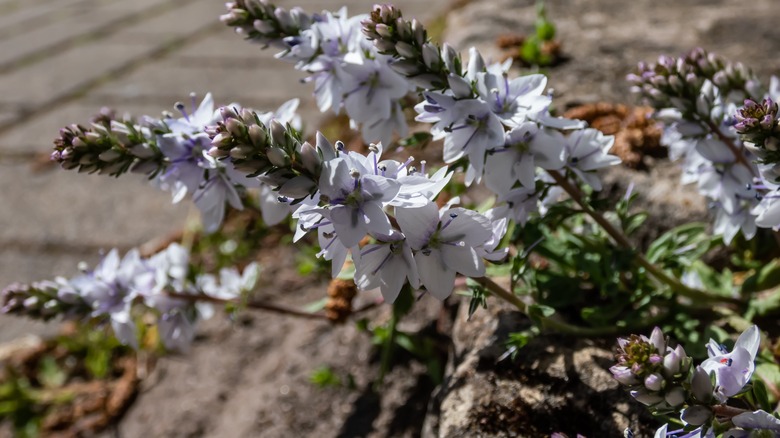 16 beautiful plants that will happily spill over your retaining wall