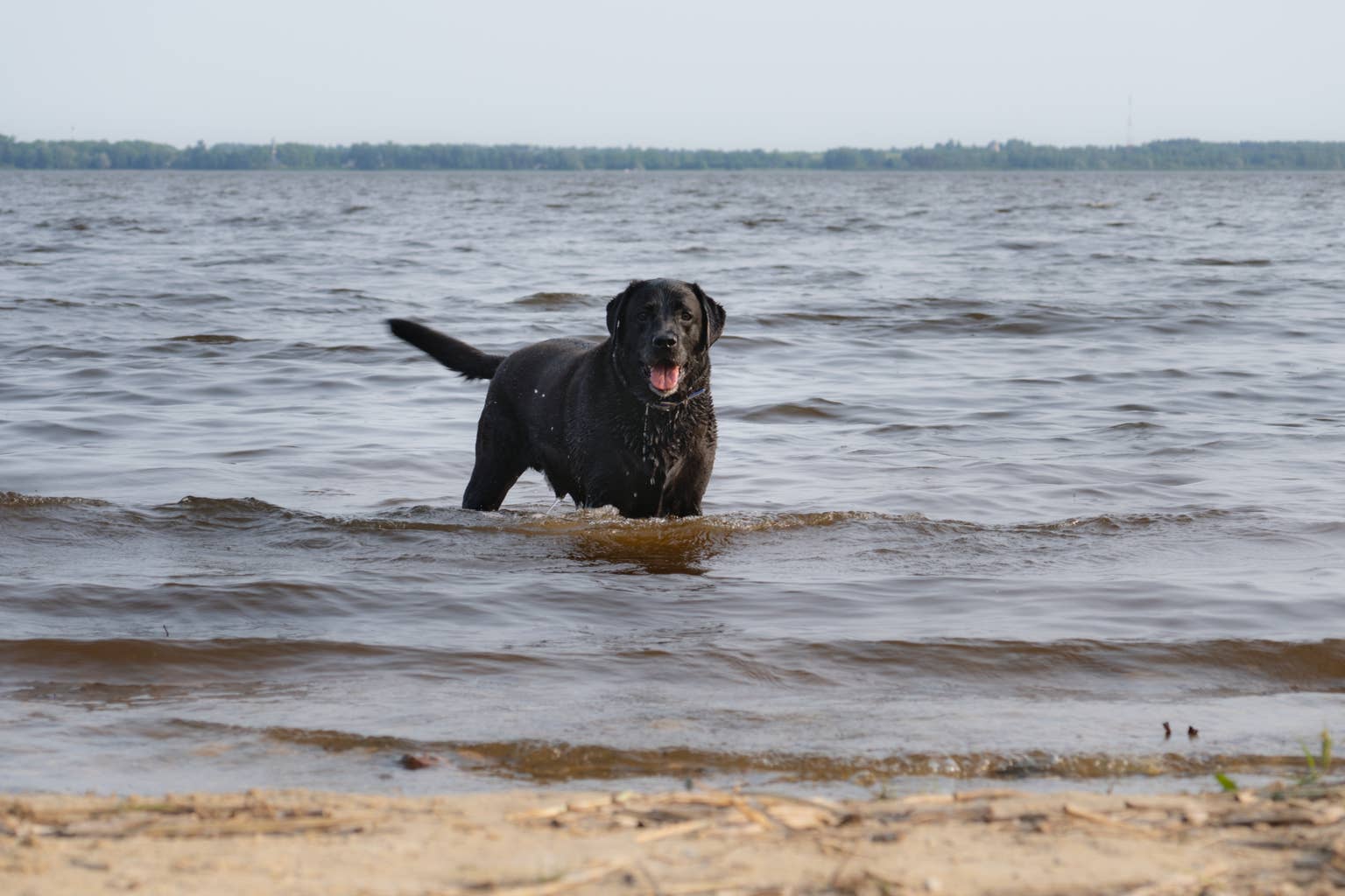Watch Bo the clumsy Labrador's hilarious struggle in icy lake water
