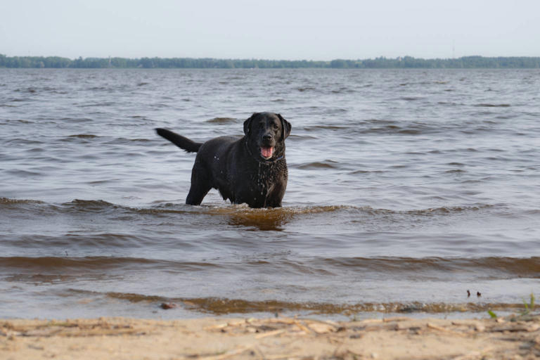 Watch Bo the clumsy Labrador's hilarious struggle in icy lake water