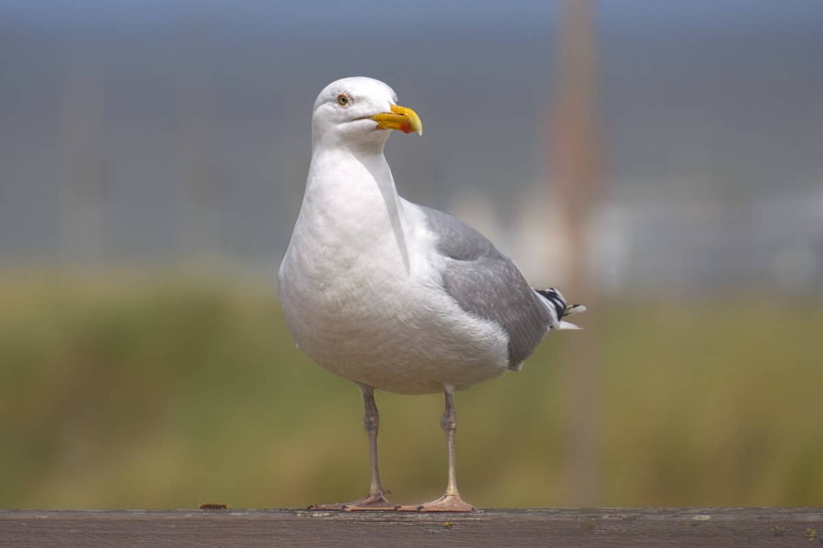 Woman rescues injured seagull with broken wing in heartwarming encounter
