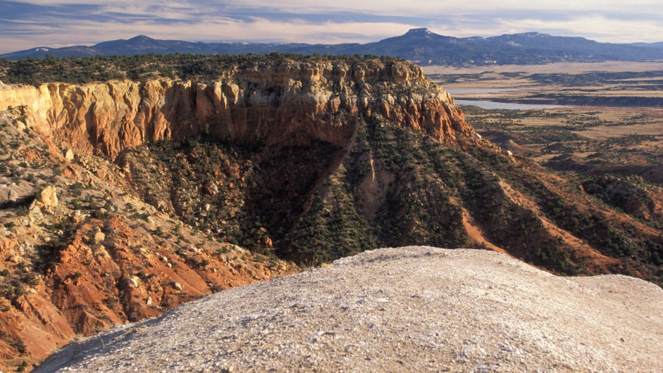 Bipedal, toothless crocodile relative from Triassic found in New Mexico