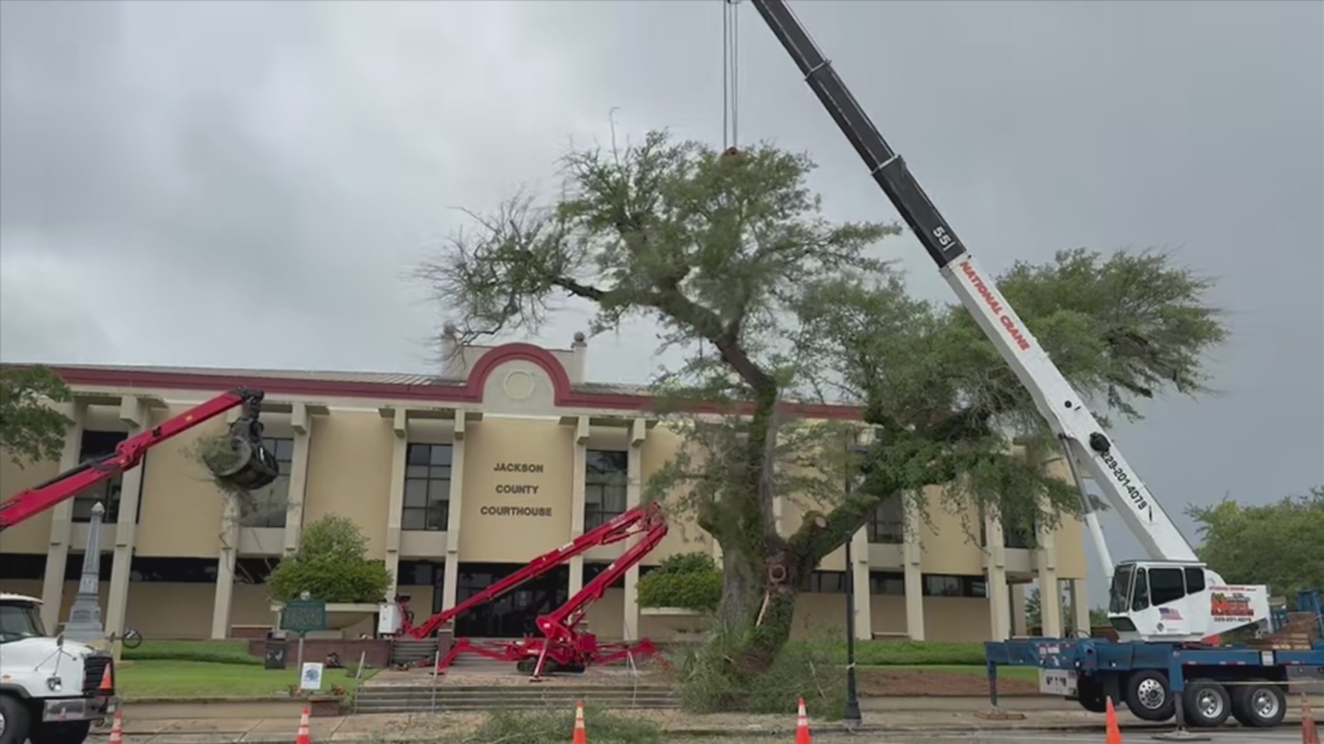 Oak tree removal begins outside Jackson County Courthouse