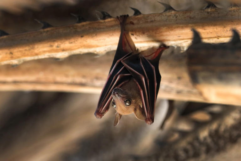 Rabid bat found in residential area triggers warning from police