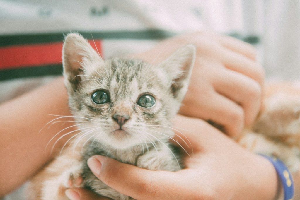 Why do tiny kittens feel safest inside your cupped hands?