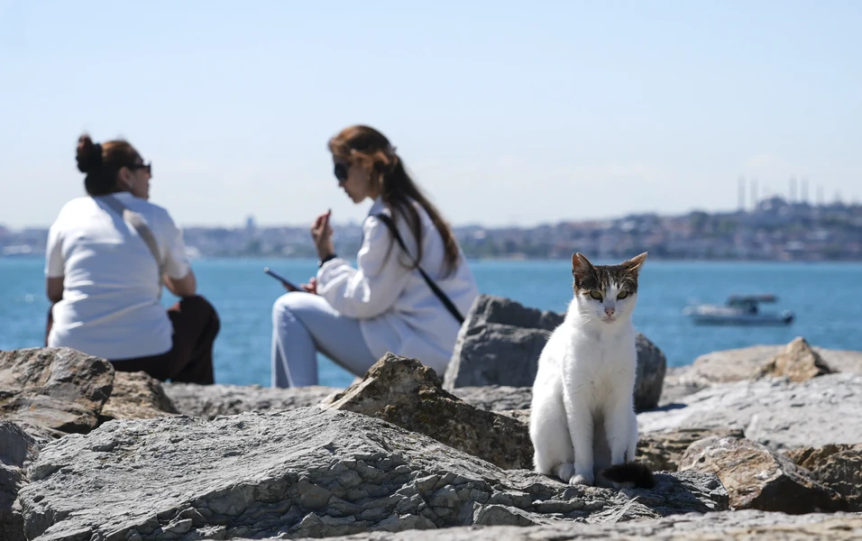 Decode your cat’s unique personality traits