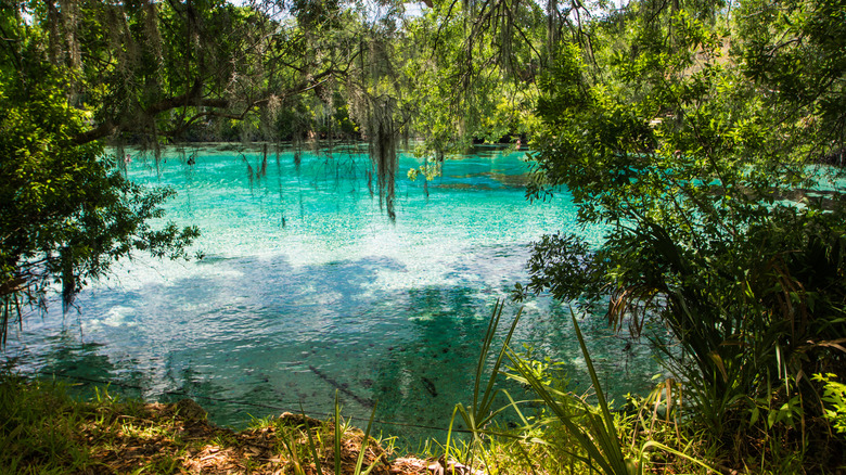 Florida snorkeling feels like a fairytale in this crystal basin where ...