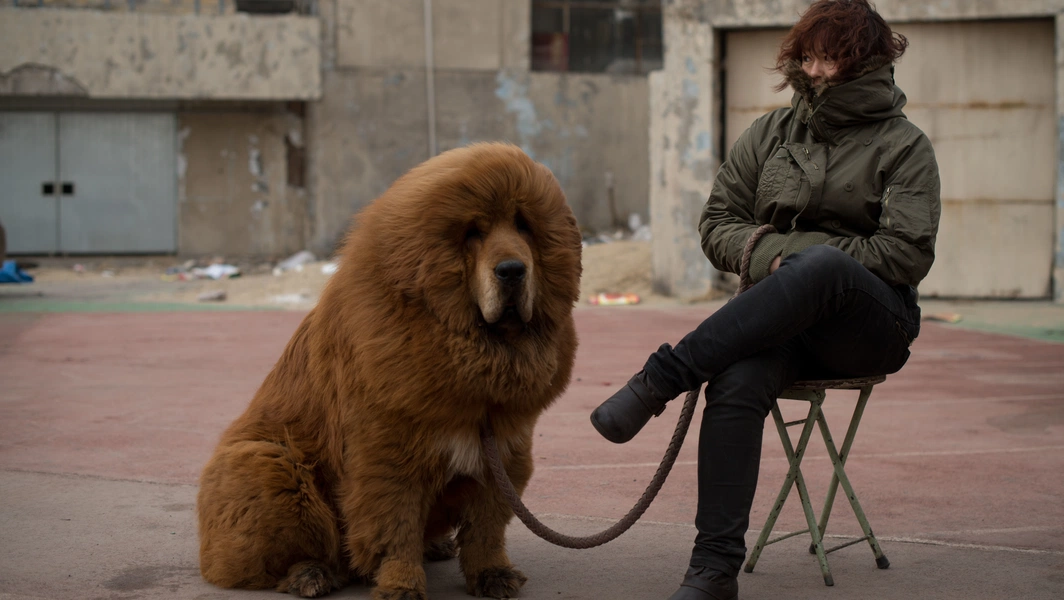 15 dog breeds known for their independence