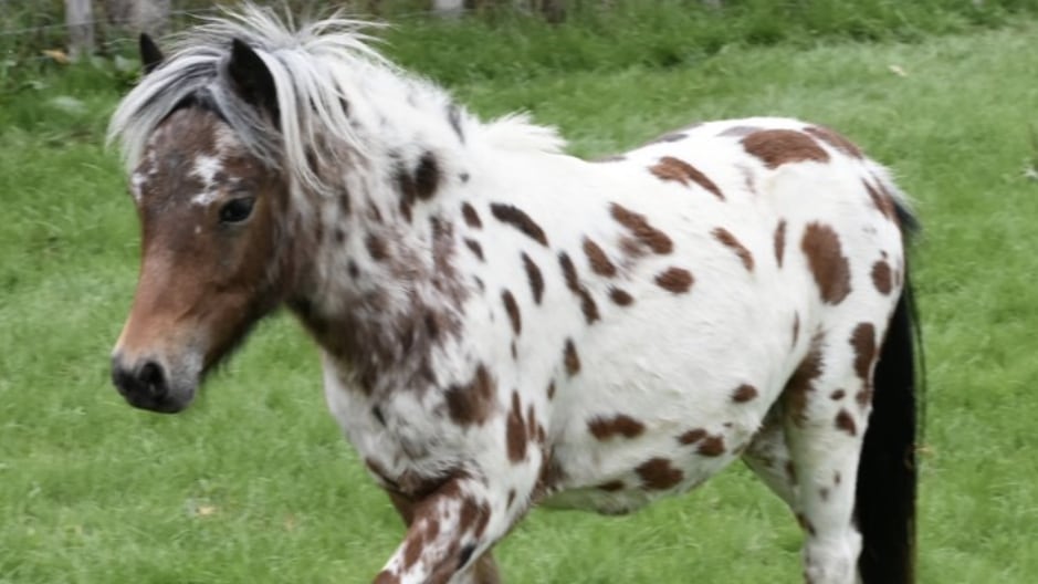 Miniature horse heist prompts major police response