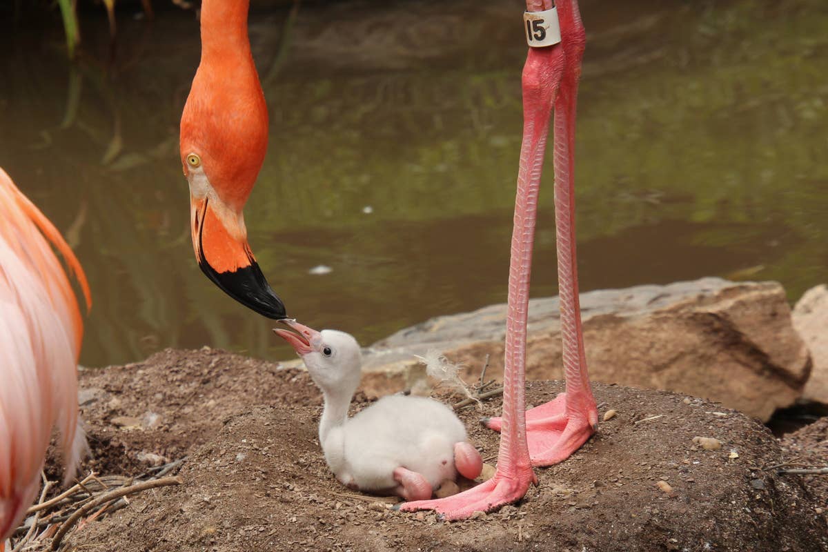 Flamingo feeds ducklings: A heartwarming example of inter-species care